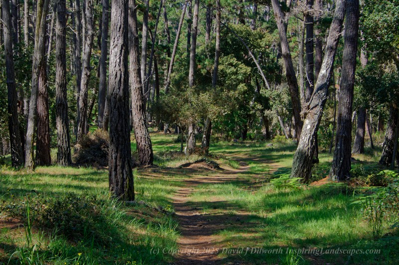Between the Pines